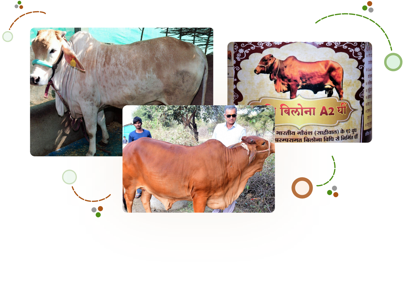 Natural-Organic-Cow-Based-Farming - HAPPYHarda